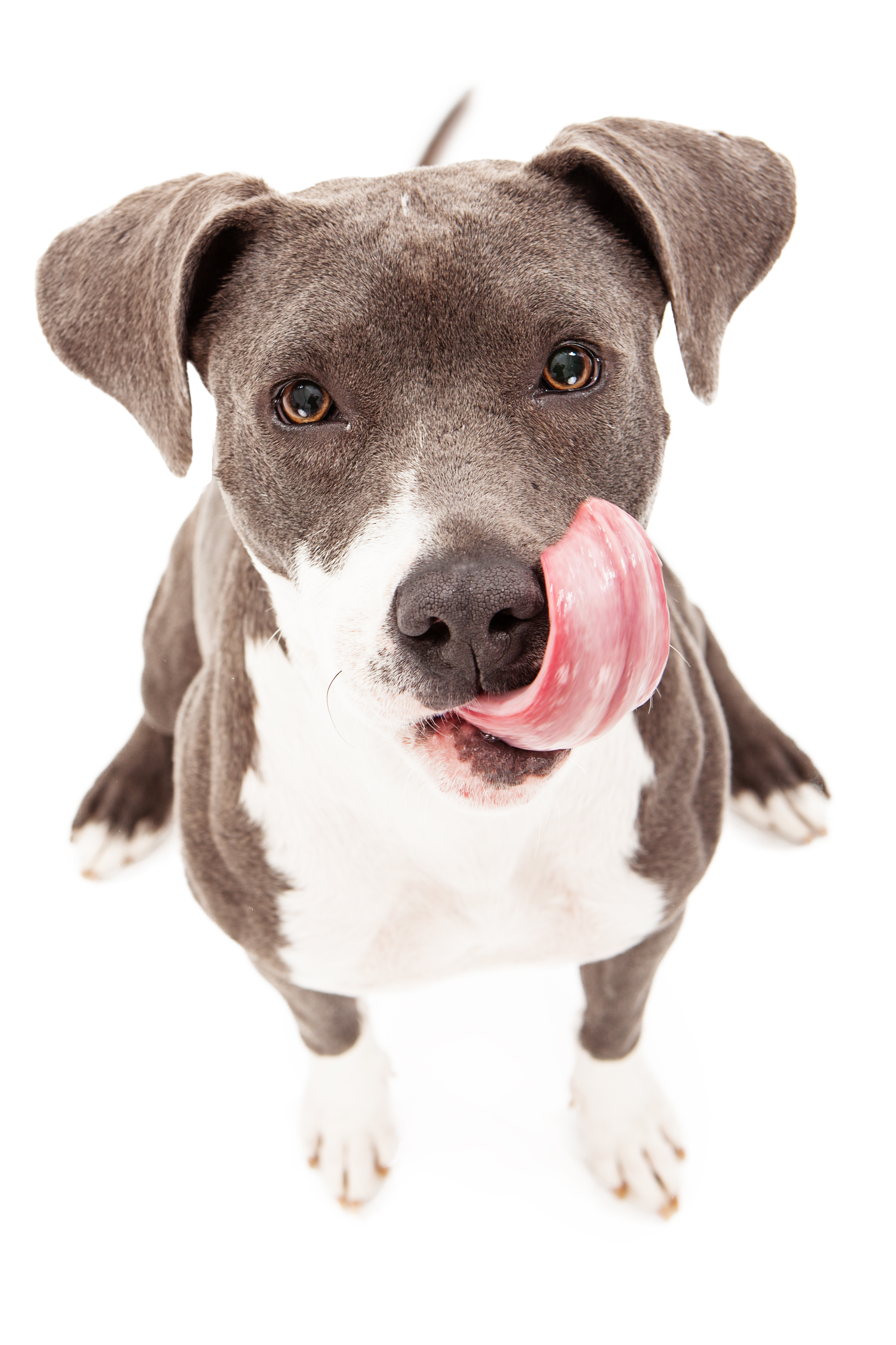 Pit Bull Dog Licking Lips - My Fantastic Friend